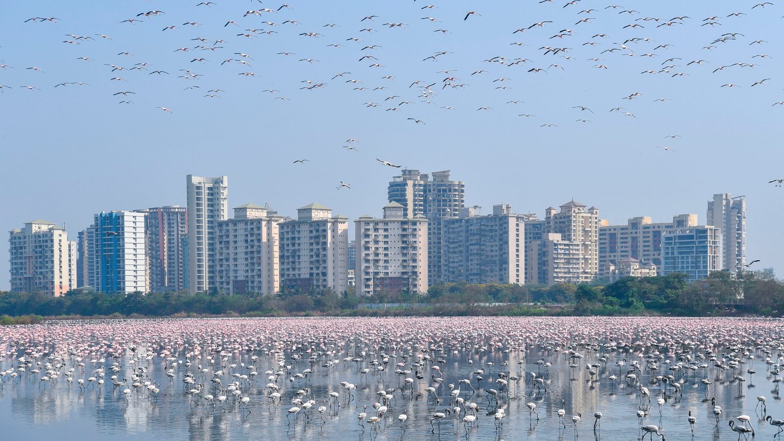 Best Photos of Animals Taking Over Cities on Lockdown Across the World